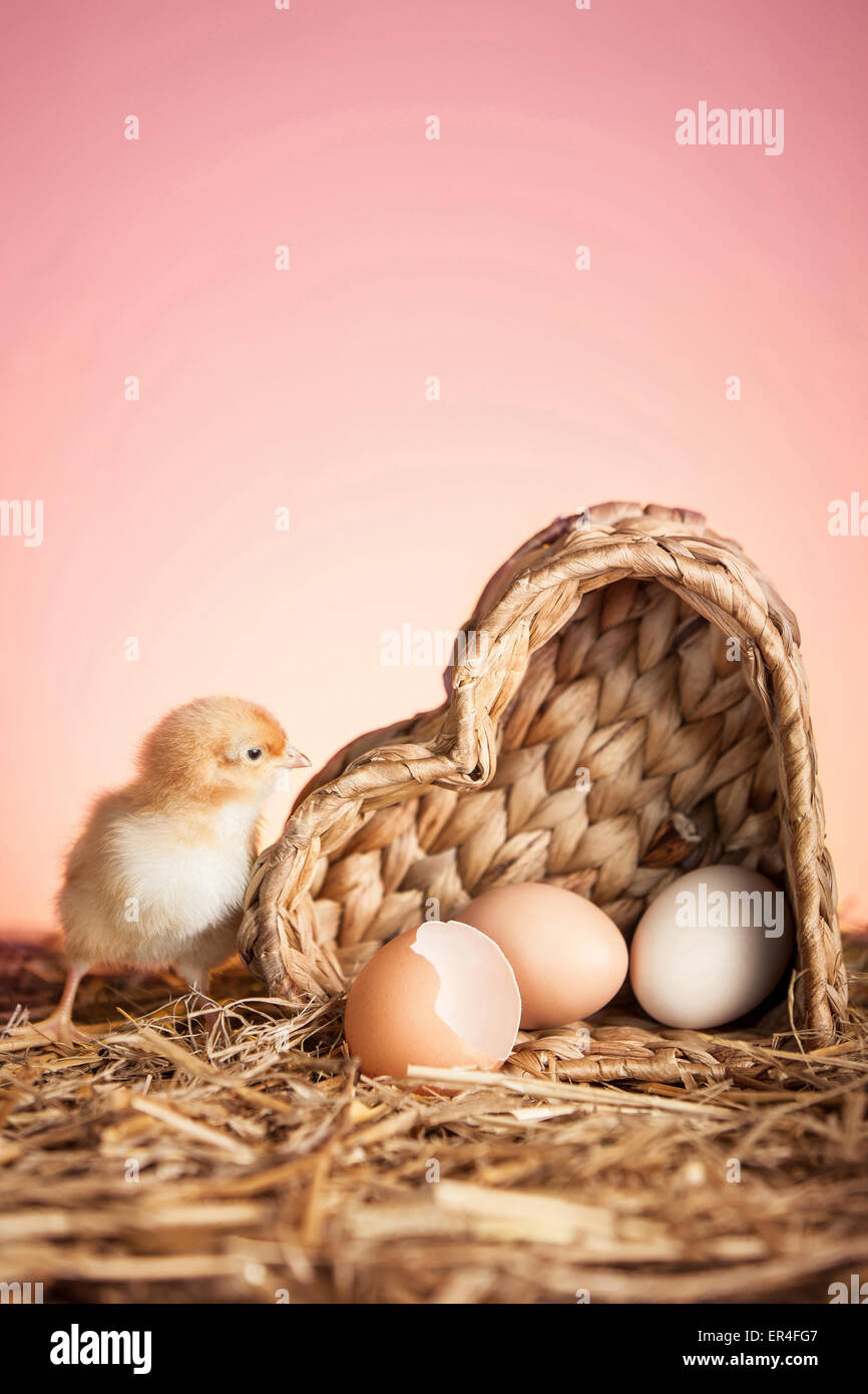 Hatched chicken egg nest hi-res stock photography and images - Alamy