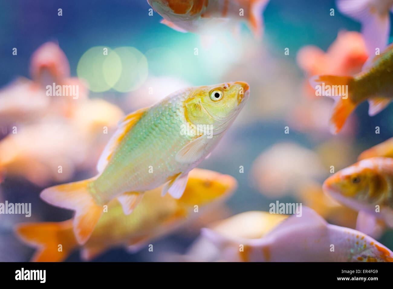 Beautiful fish in colorfully lit tank Stock Photo - Alamy
