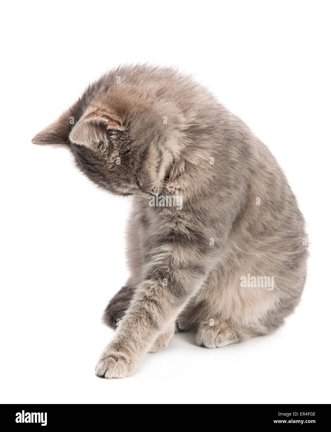 Gray cat sitting isolated on white background Stock Photo - Alamy