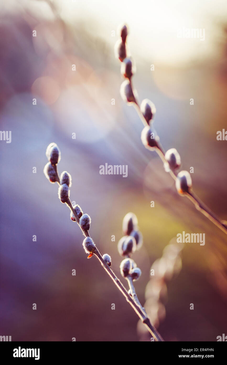 Shrubbery in the sunlight Stock Photo - Alamy