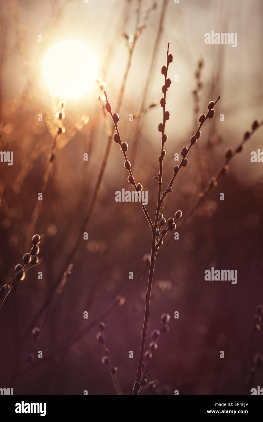 Shrubbery at sunset Stock Photo - Alamy
