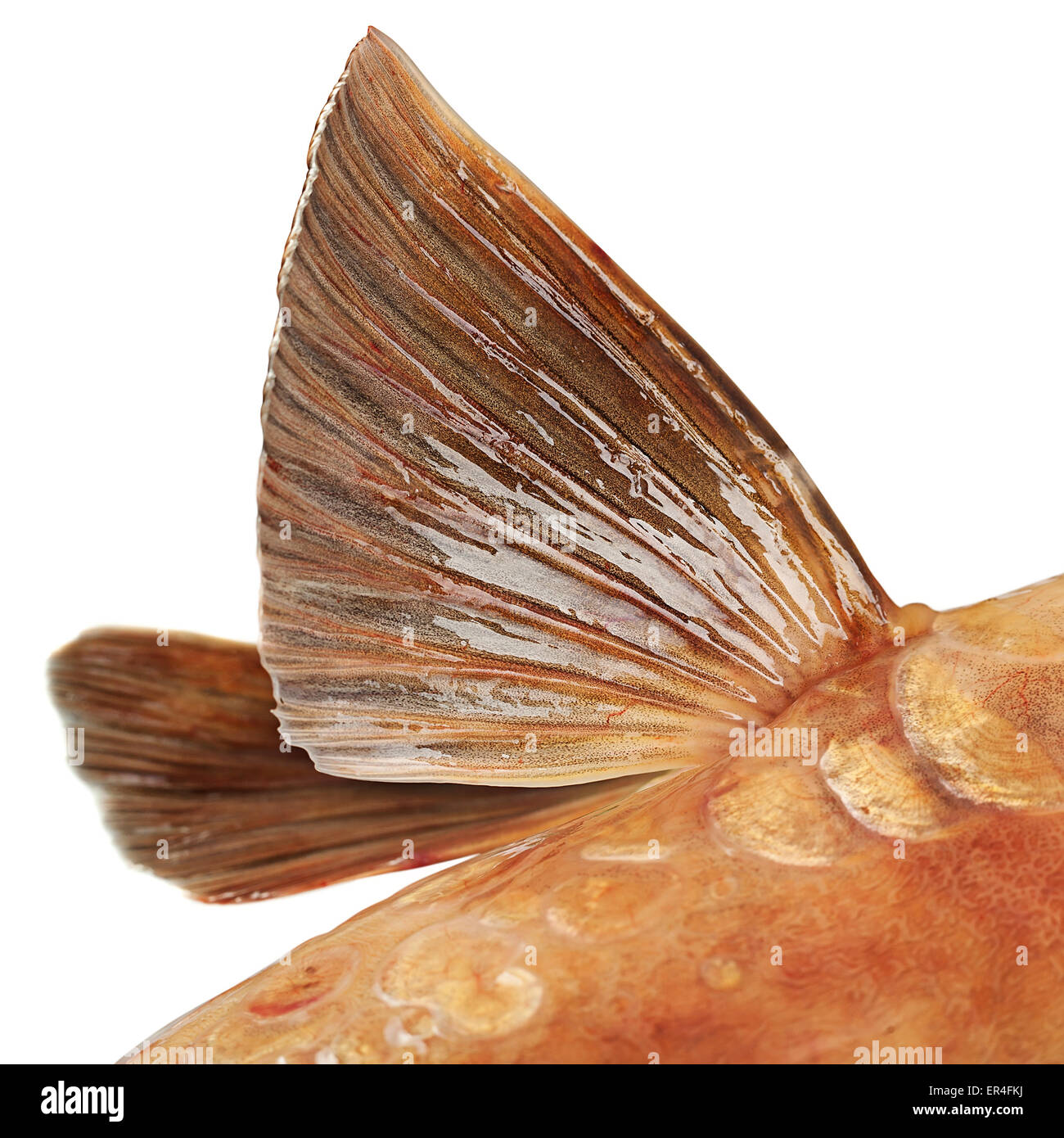 Mirror carp fish flipper closeup on white Stock Photo - Alamy
