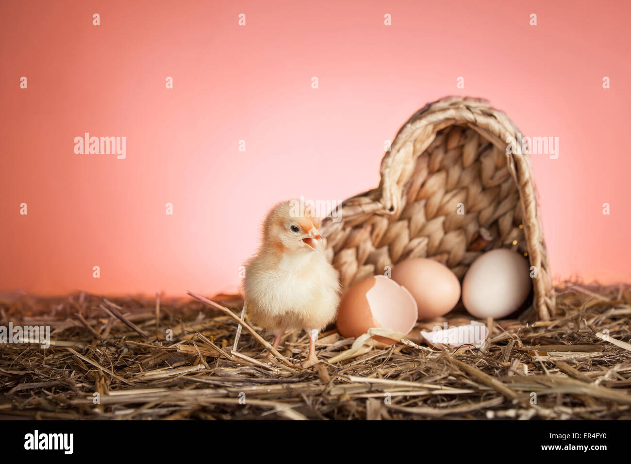 Newly hatched chicken hi-res stock photography and images - Alamy