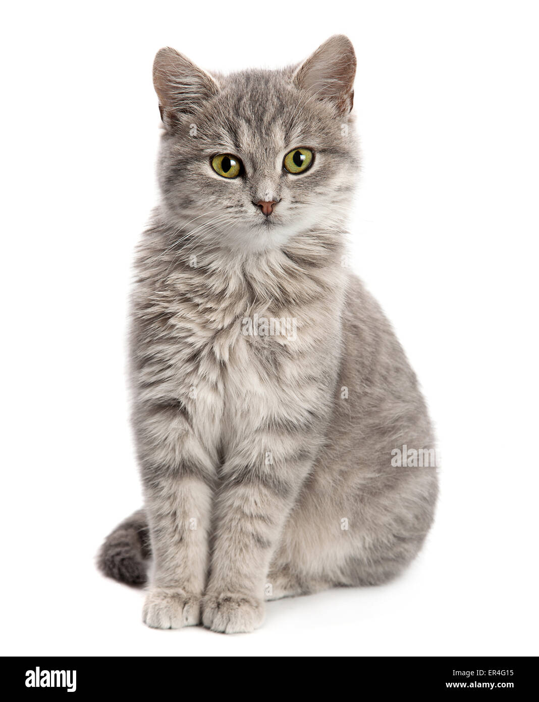 Gray cat sitting isolated on white background Stock Photo - Alamy