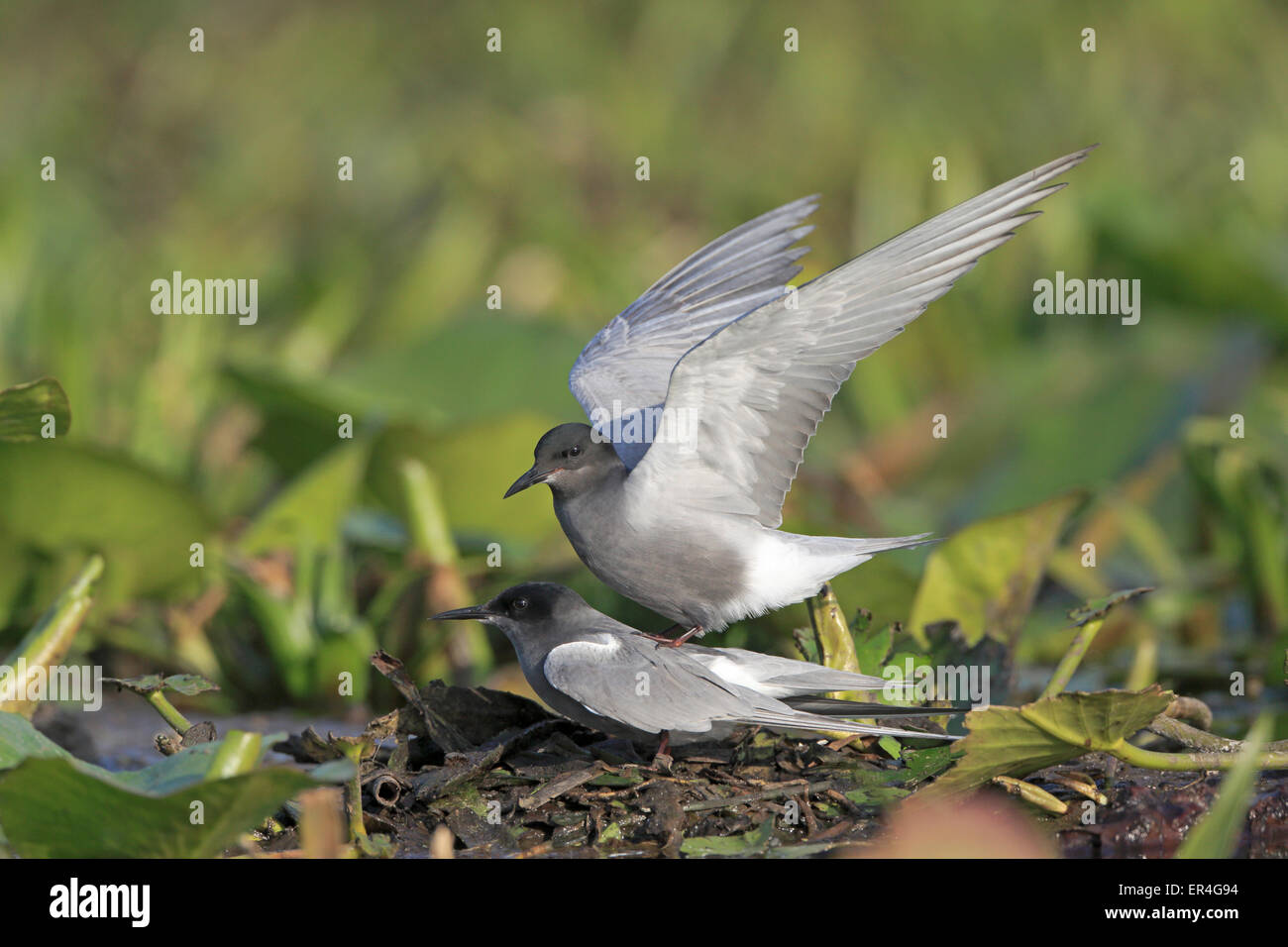Two Black Terns mating in summer breeding plumage Stock Photo - Alamy
