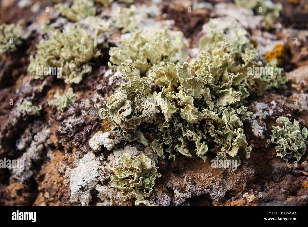 Lichen growing on volcanic rocks Stock Photo - Alamy