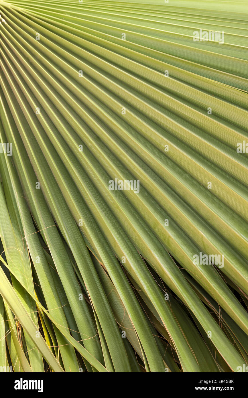 Green palm leaf texture Stock Photo - Alamy