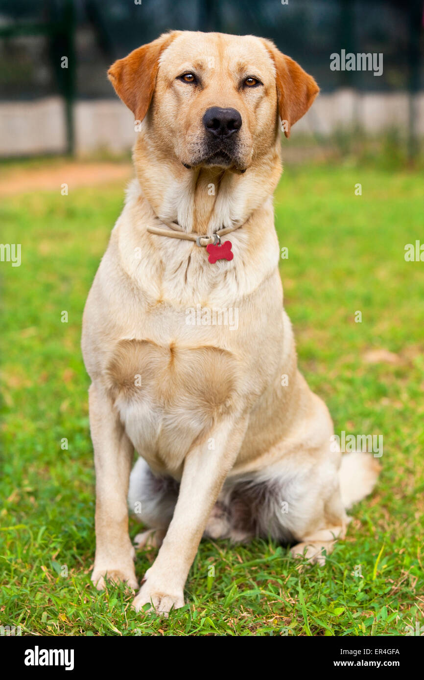 a labrador dog in a field Stock Photo - Alamy