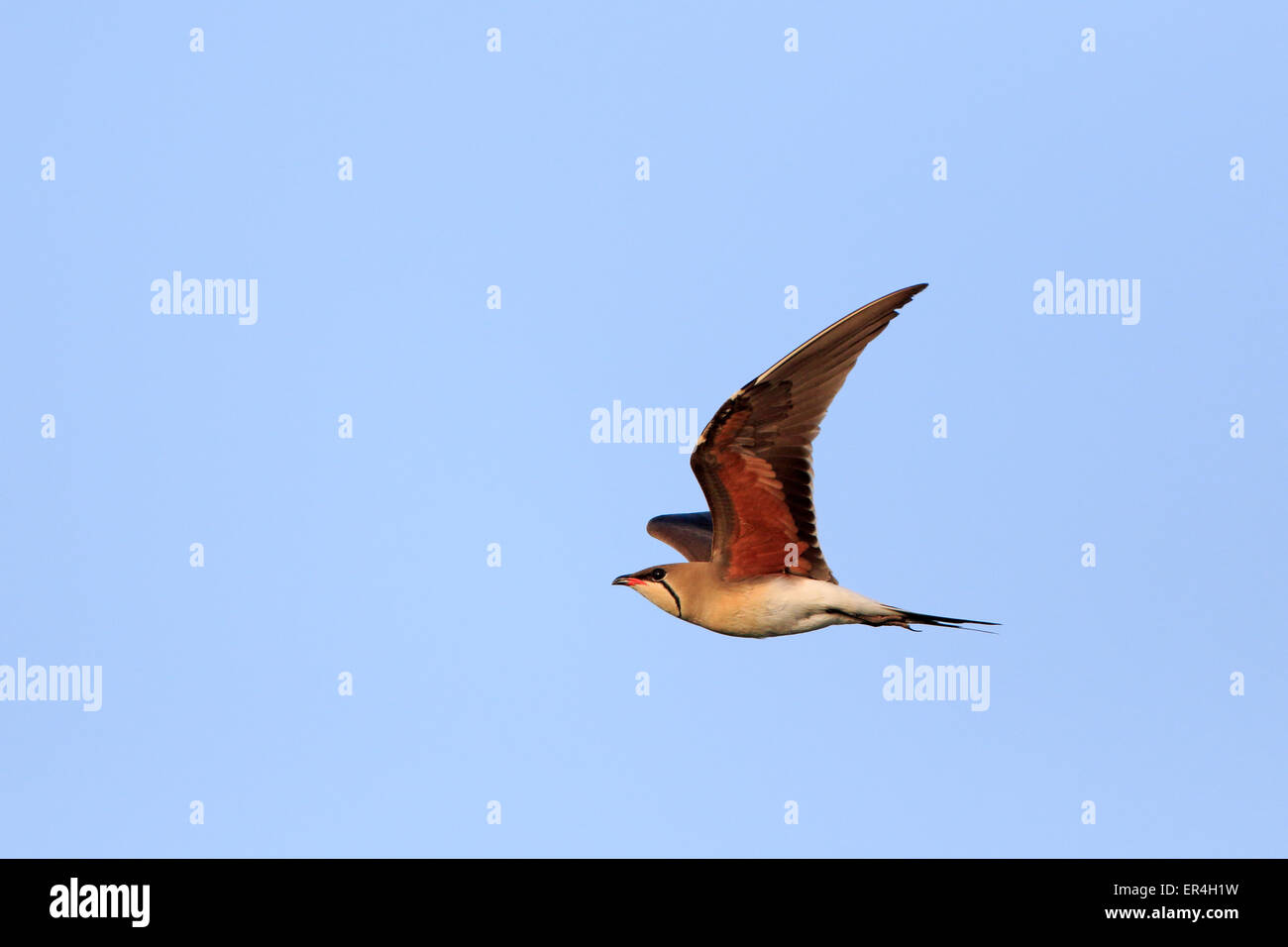 Collared Pratincole in flight Stock Photo - Alamy