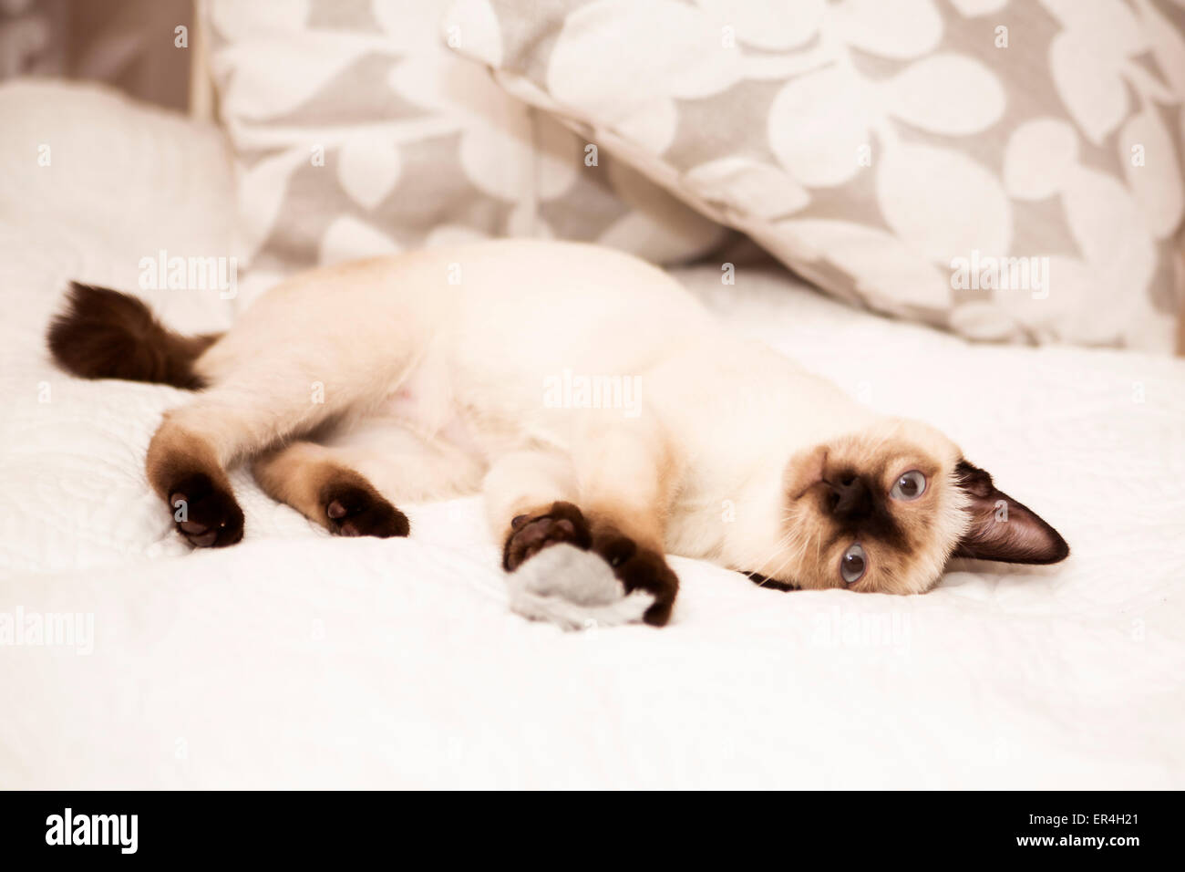 Tired kitten looks directly at the camera Stock Photo - Alamy