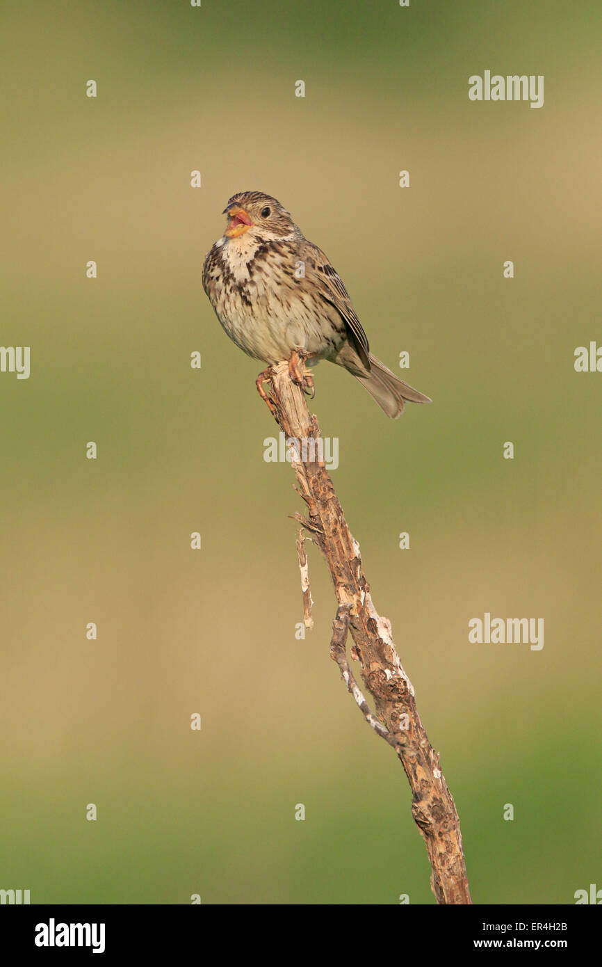 Corn Bunting singing Stock Photo - Alamy