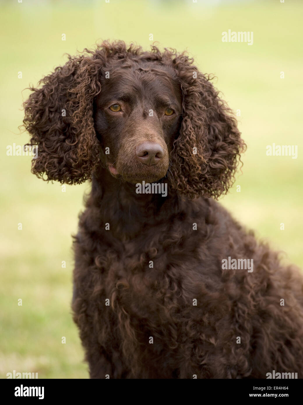 american water spaniel Stock Photo - Alamy