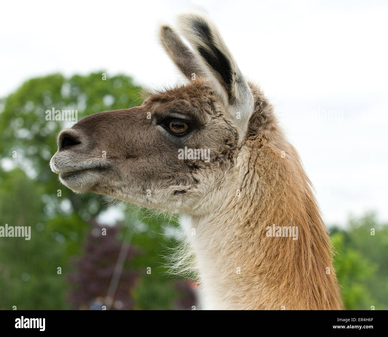 Profile llama animal head hi-res stock photography and images - Alamy