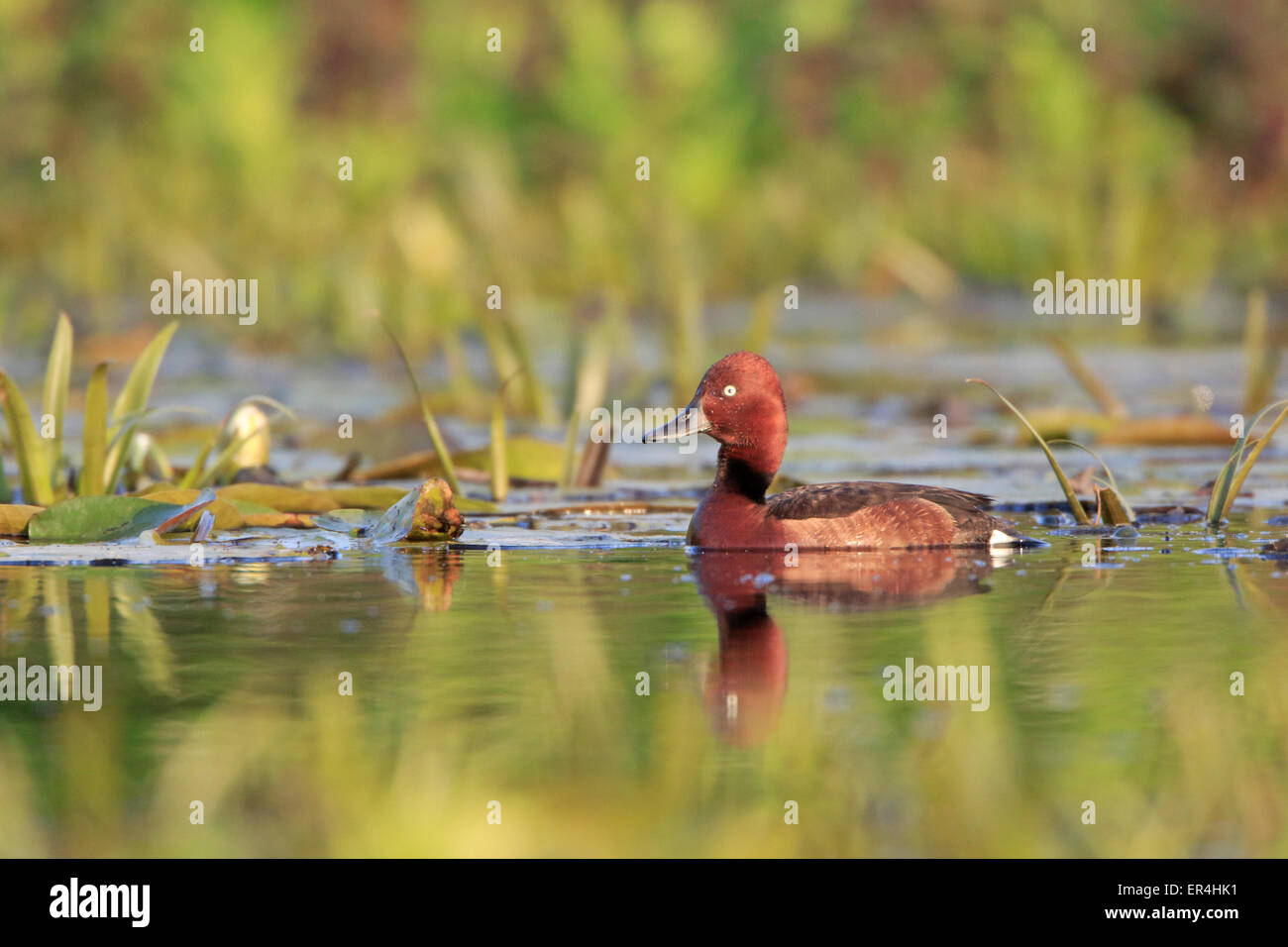 Summer duck hi-res stock photography and images - Alamy
