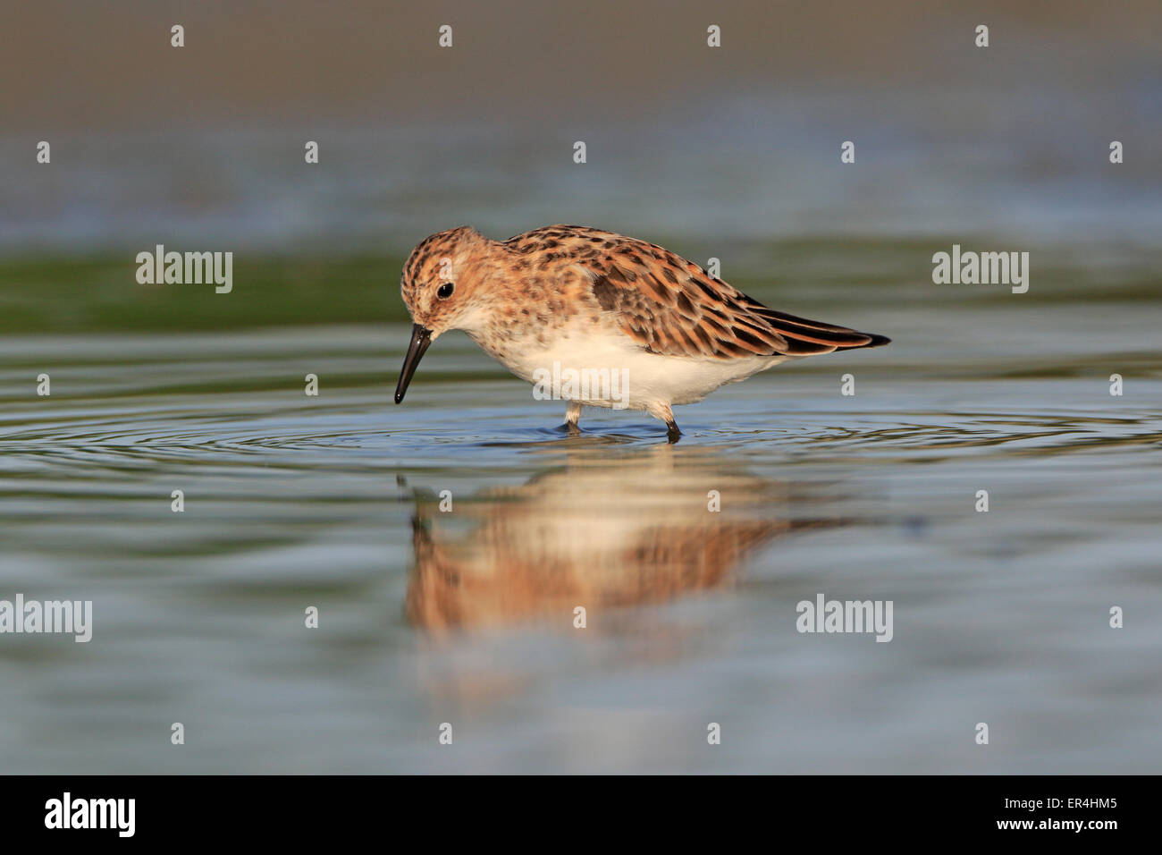 Little stint hi-res stock photography and images - Alamy