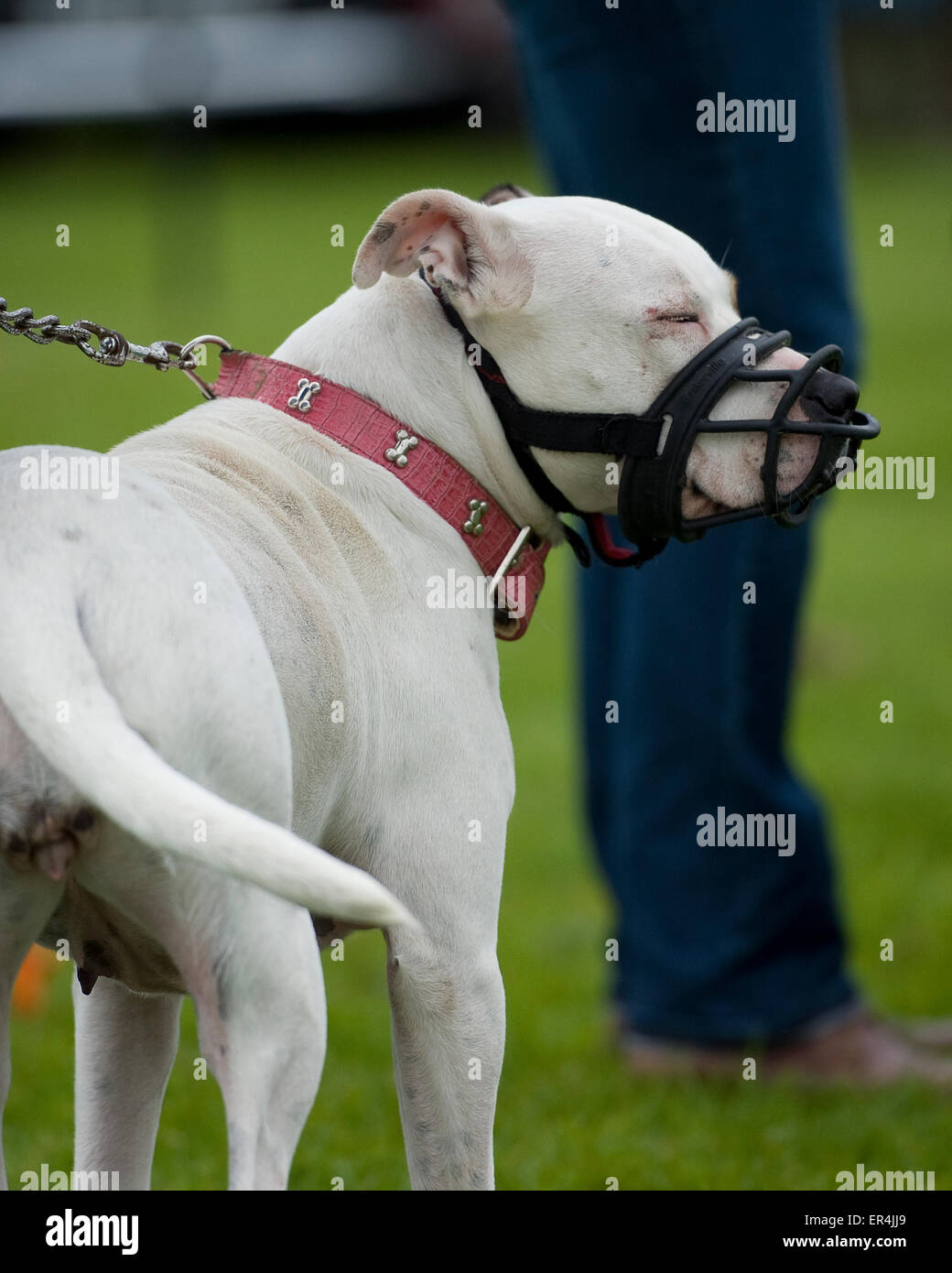 muzzled pitbull terrier Stock Photo - Alamy