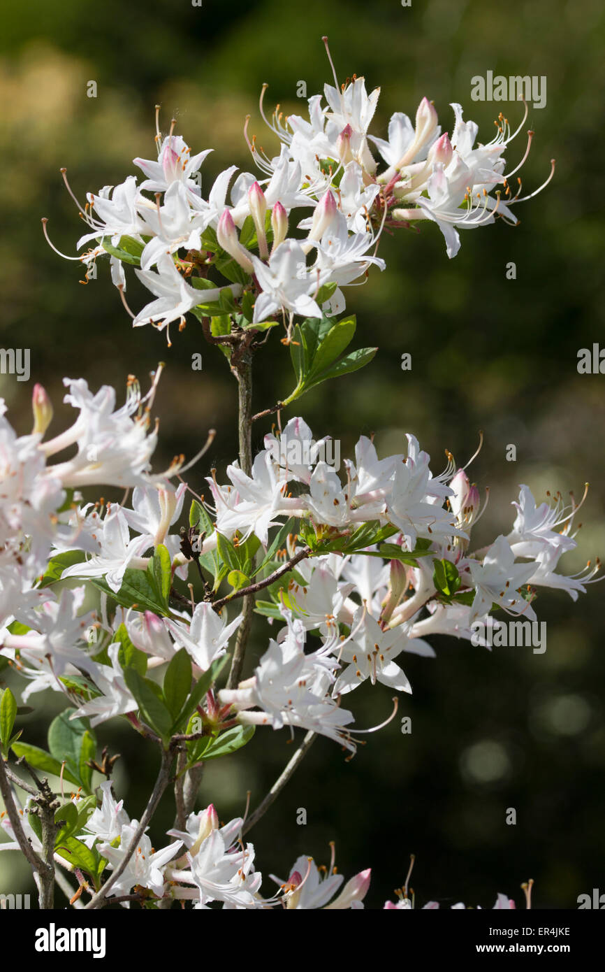 White flowers of the fragrant deciduous azalea, Rhododendron 'Snowbird ...