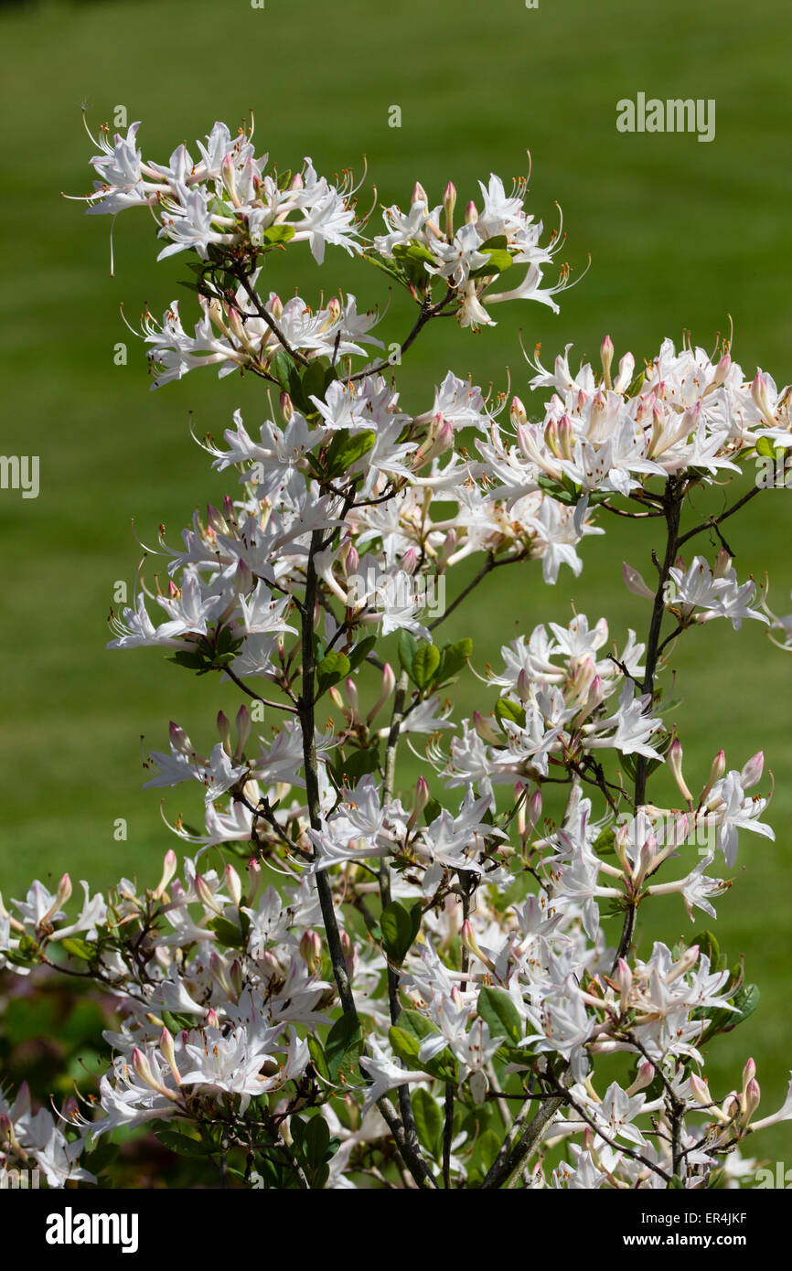 White flowers of the fragrant deciduous azalea, Rhododendron 'Snowbird ...
