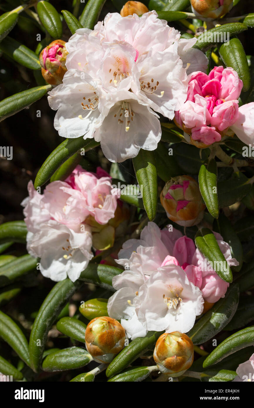 Spring flowers of the mounded evergreen bush, Rhododendron yakushimanum ...