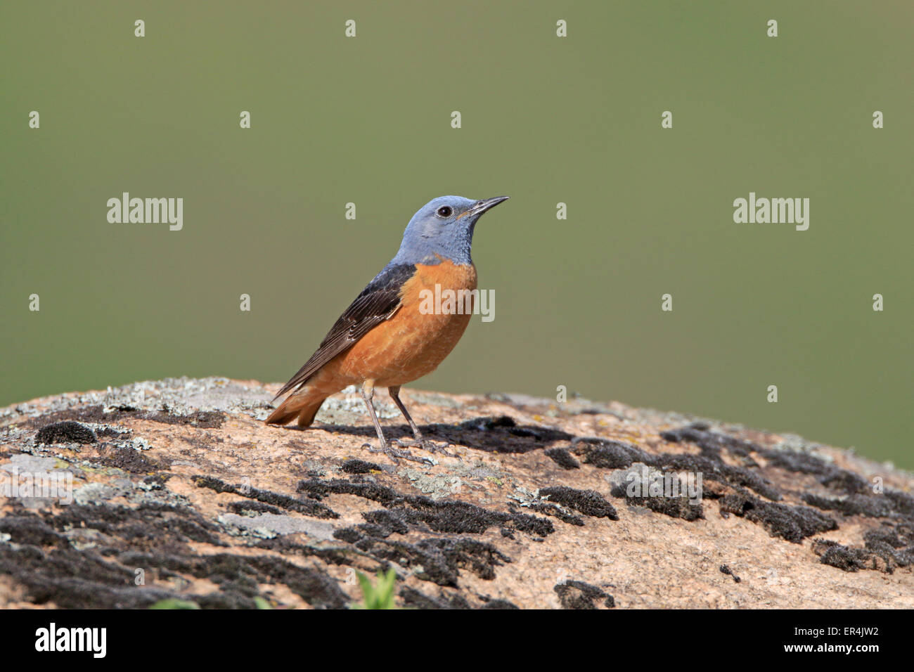 Male Rufous tailed Rock Thrush in the Spring Stock Photo - Alamy