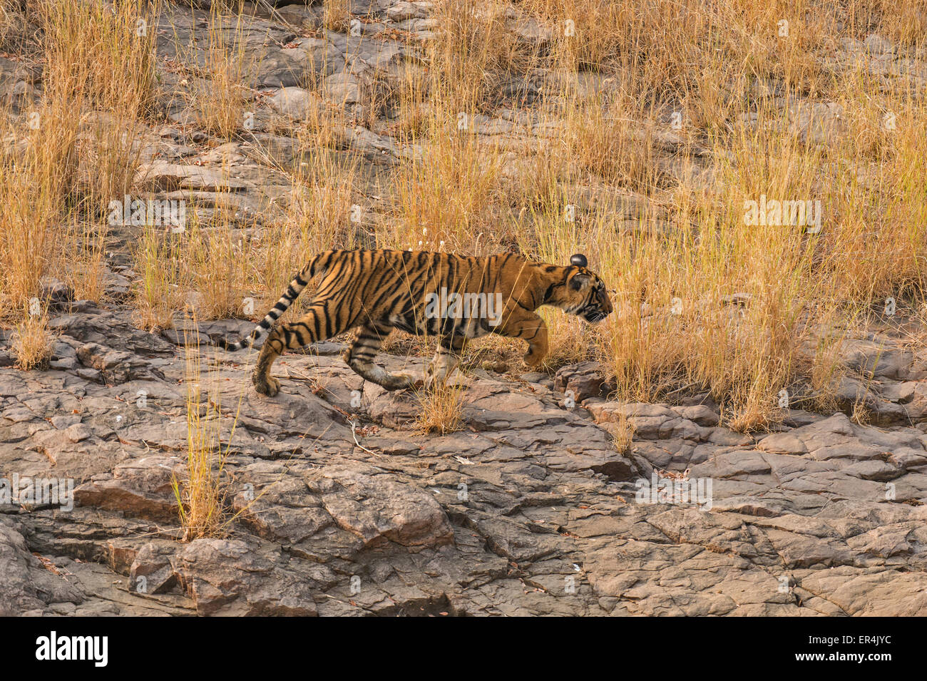 Tiger cub running High Resolution Stock Photography and Images - Alamy