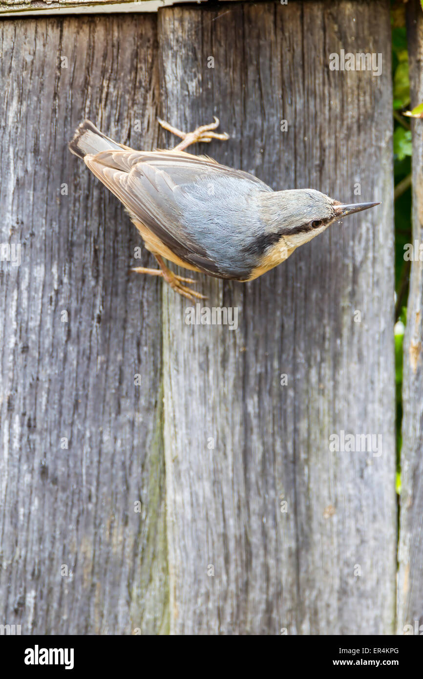 Nuthatch. Sitta europaea (Sittidae Stock Photo - Alamy
