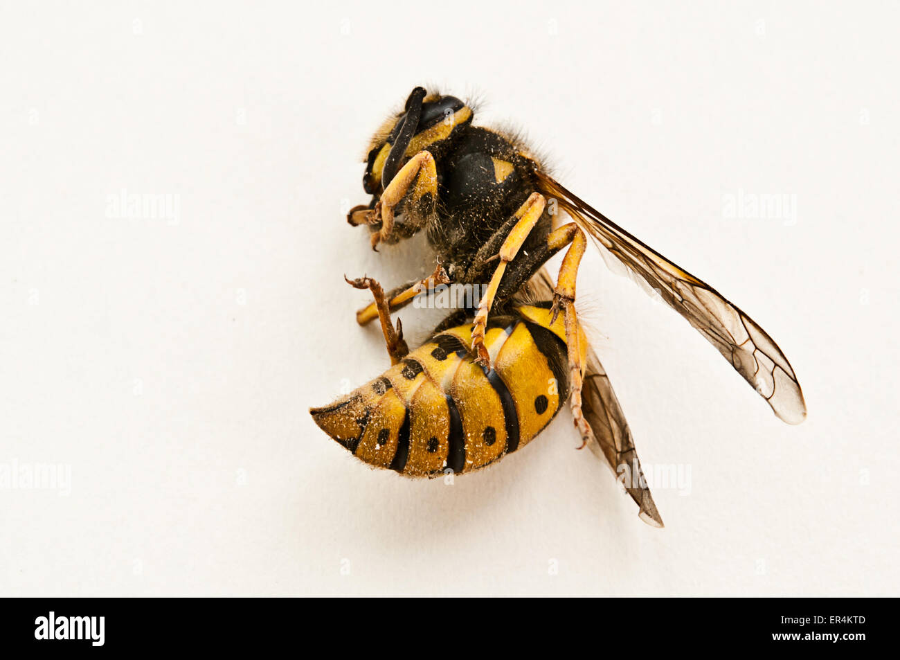 dead wasp isolated Stock Photo - Alamy