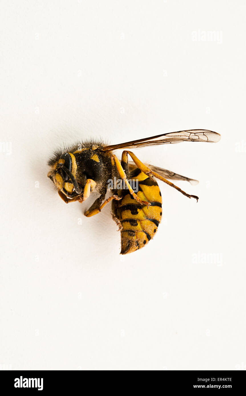 dead wasp isolated Stock Photo - Alamy