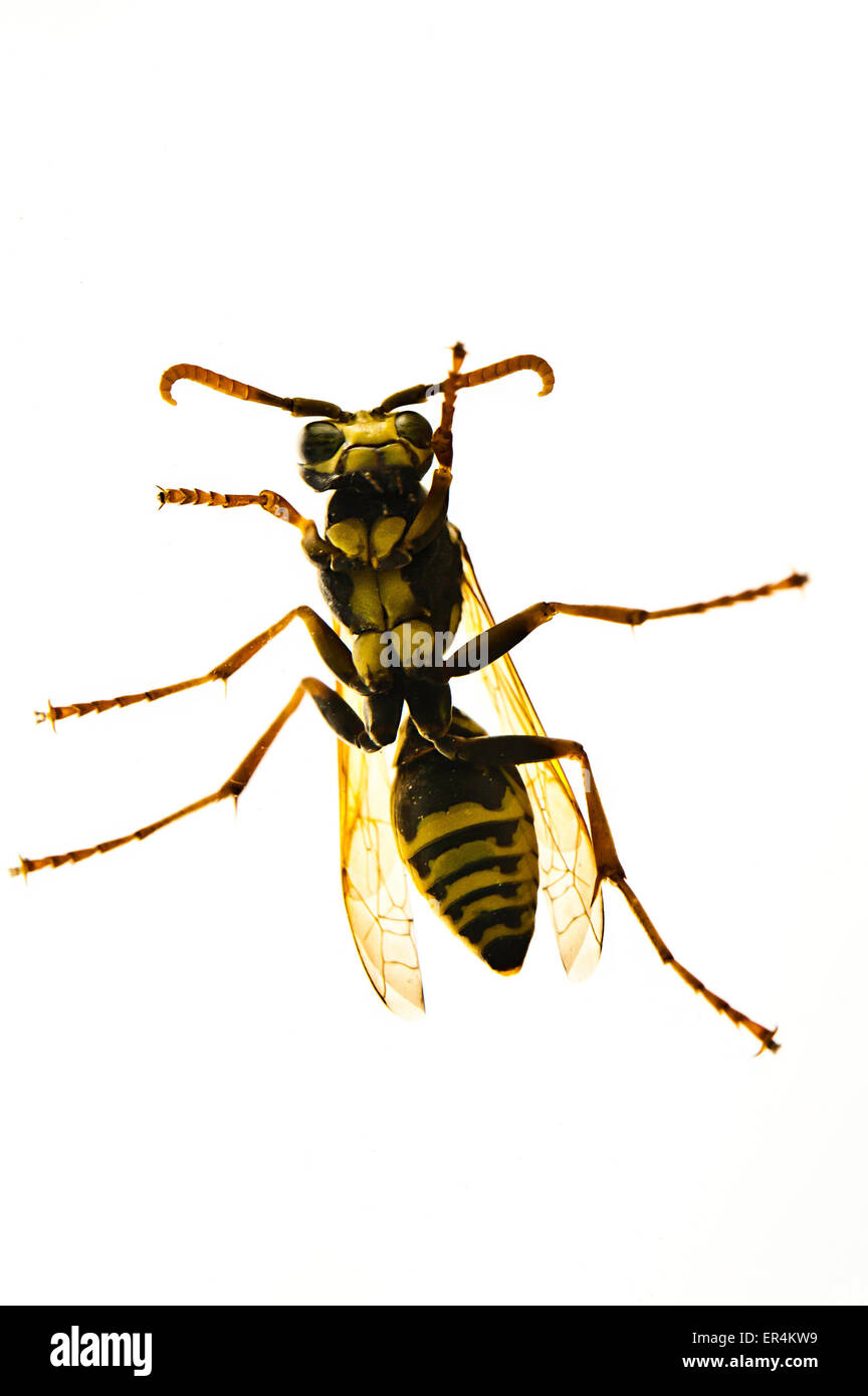 wasp seen from below isolated Stock Photo - Alamy
