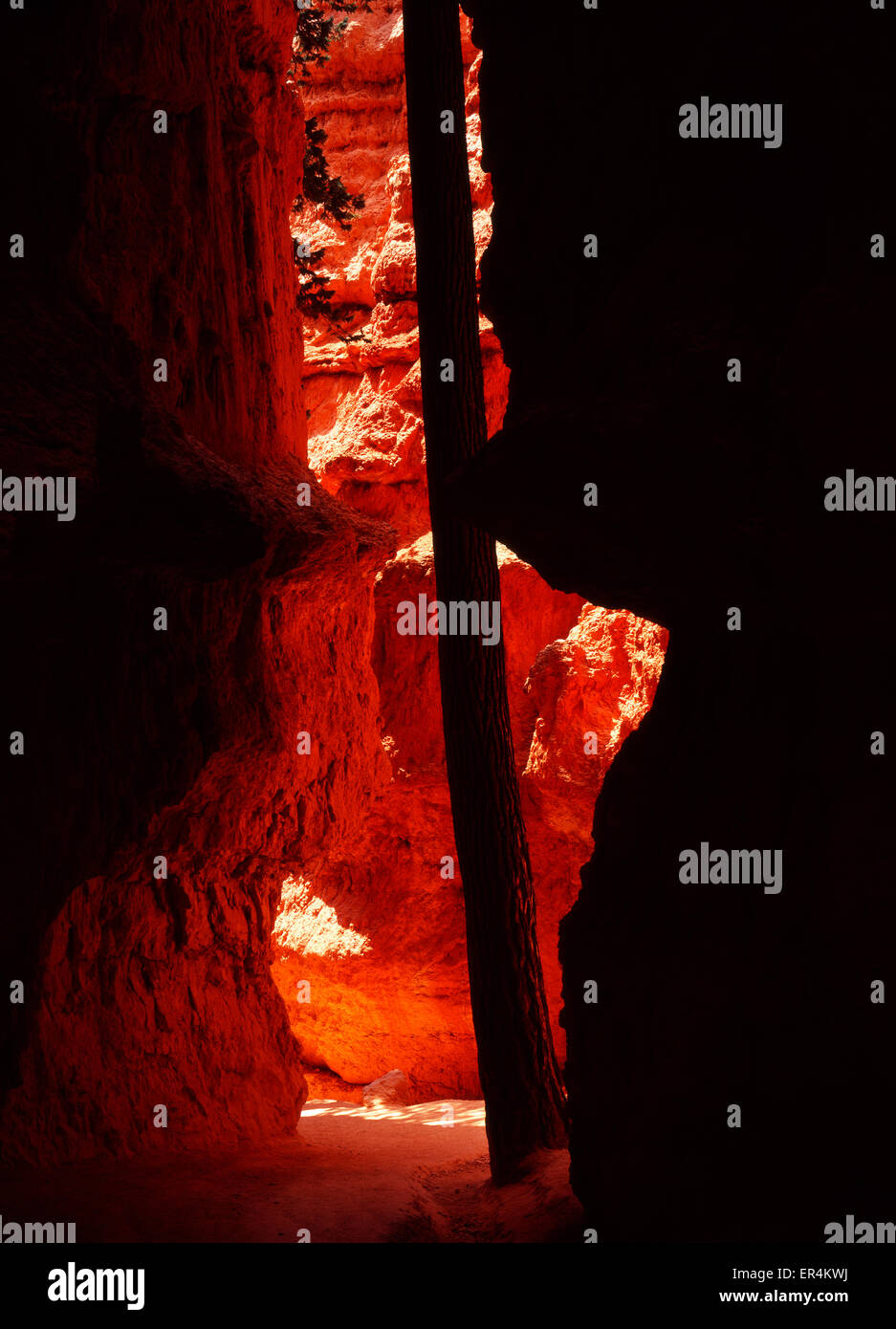 Tree inside Bryce Canyon National park, Utah. I took this image with a ...