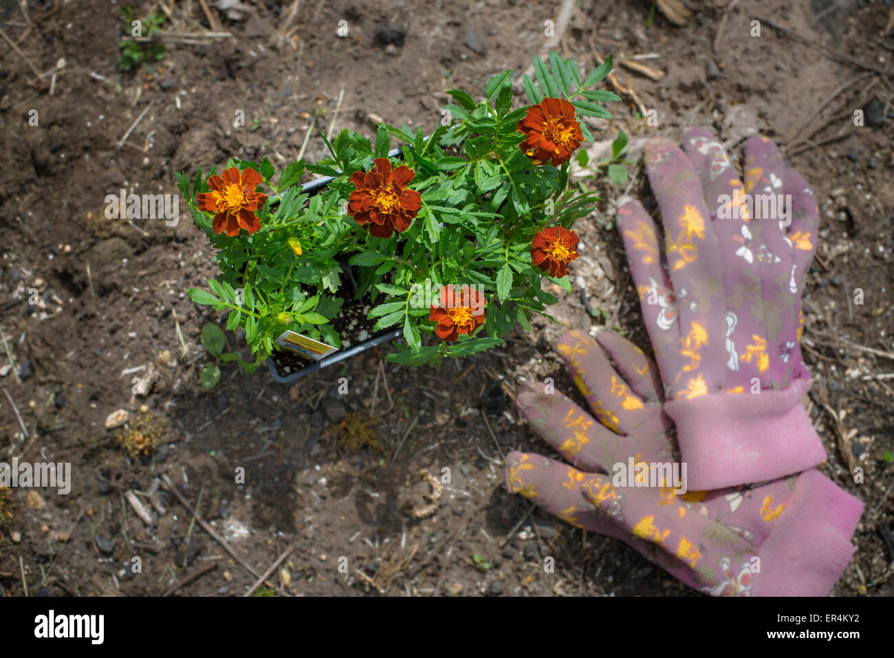 Hands with flowers hi-res stock photography and images - Alamy