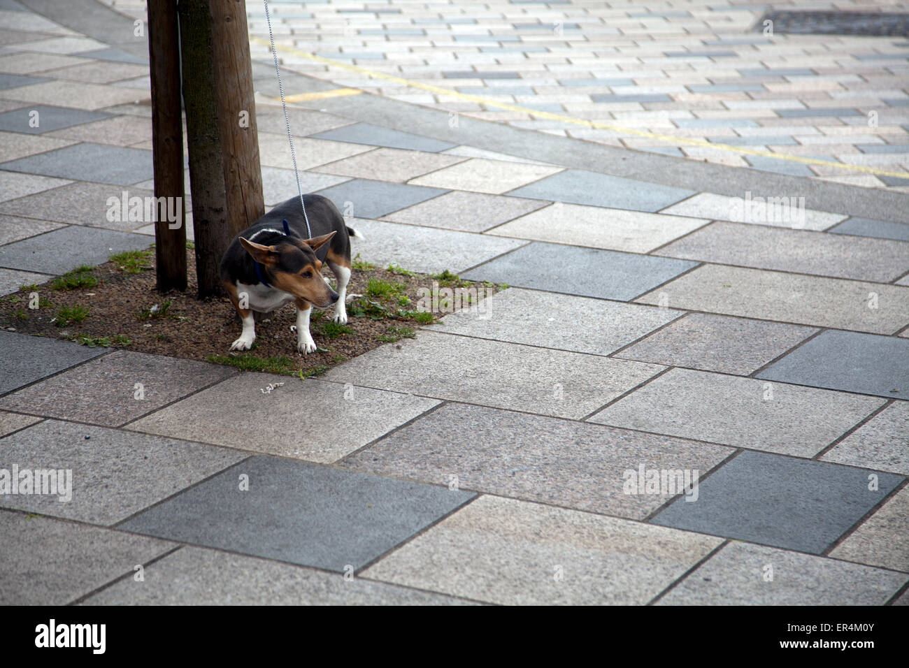 Dog Tied to Tree with Leash While Owner is in Store - London UK Stock ...