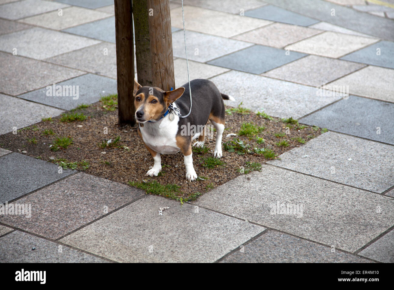 Tied to tree hi-res stock photography and images - Alamy