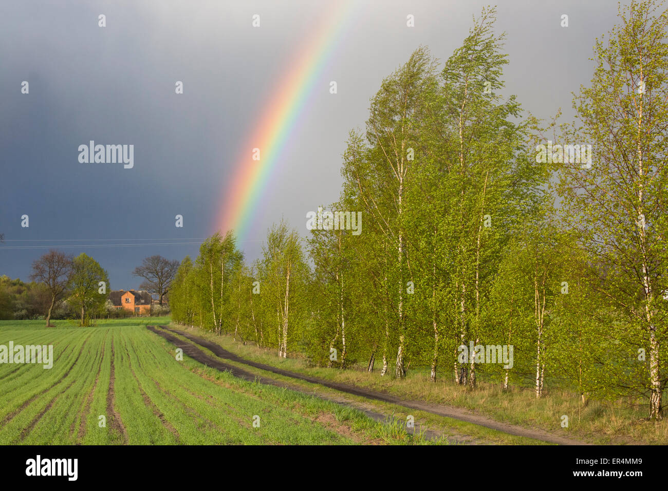 Rainbow over spring field Stock Photo - Alamy