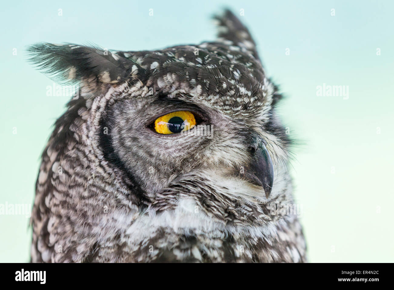 Spotted Eagle Owl. Bubo (africanus Stock Photo - Alamy