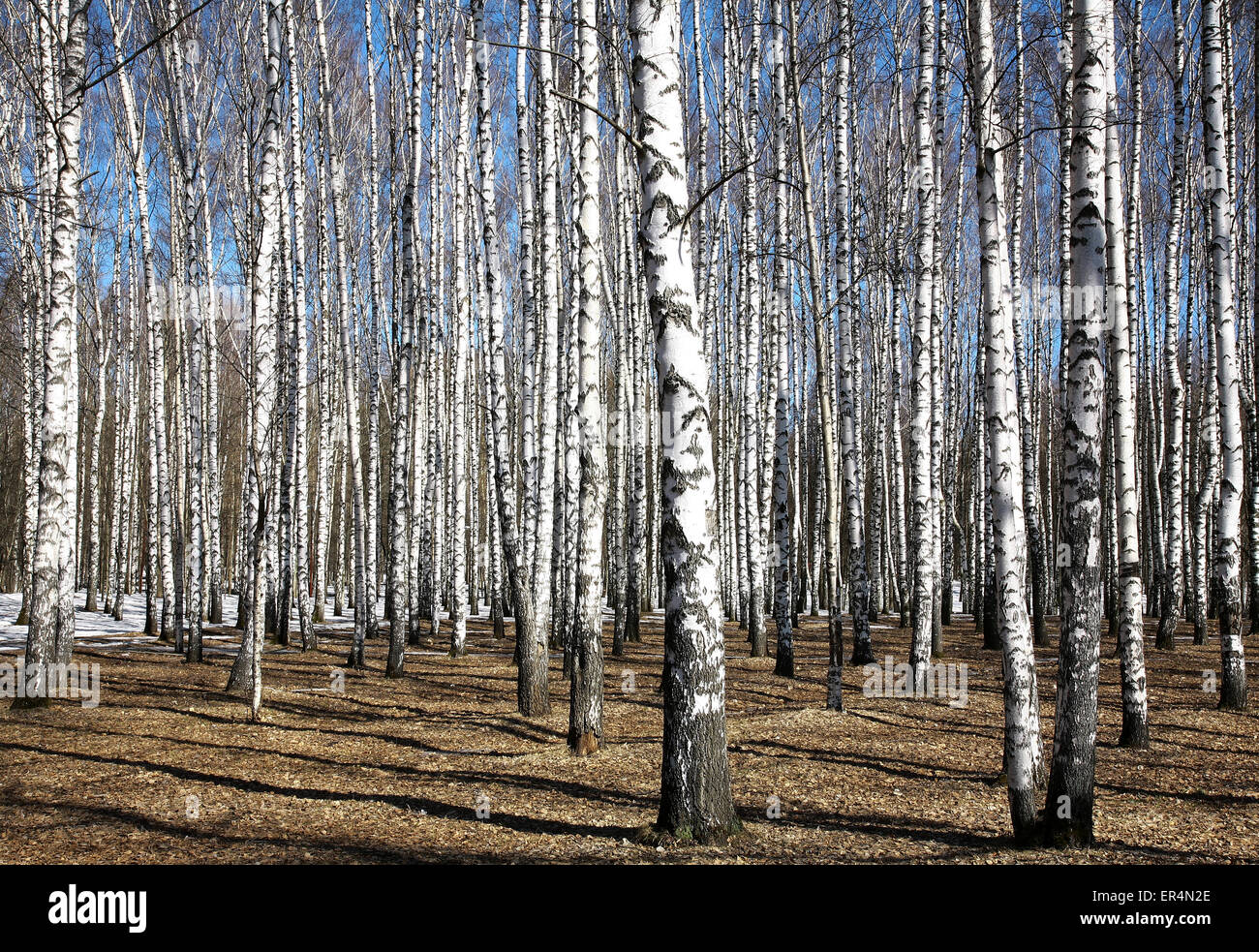 Spring sunny birch grove black and white Stock Photo - Alamy