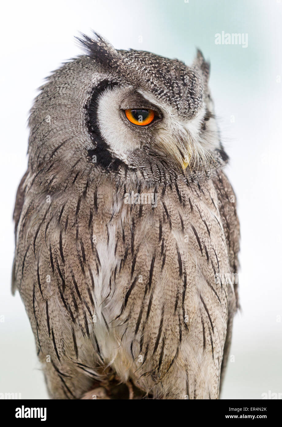 Northern White Faced Scops Owl Stock Photo - Alamy