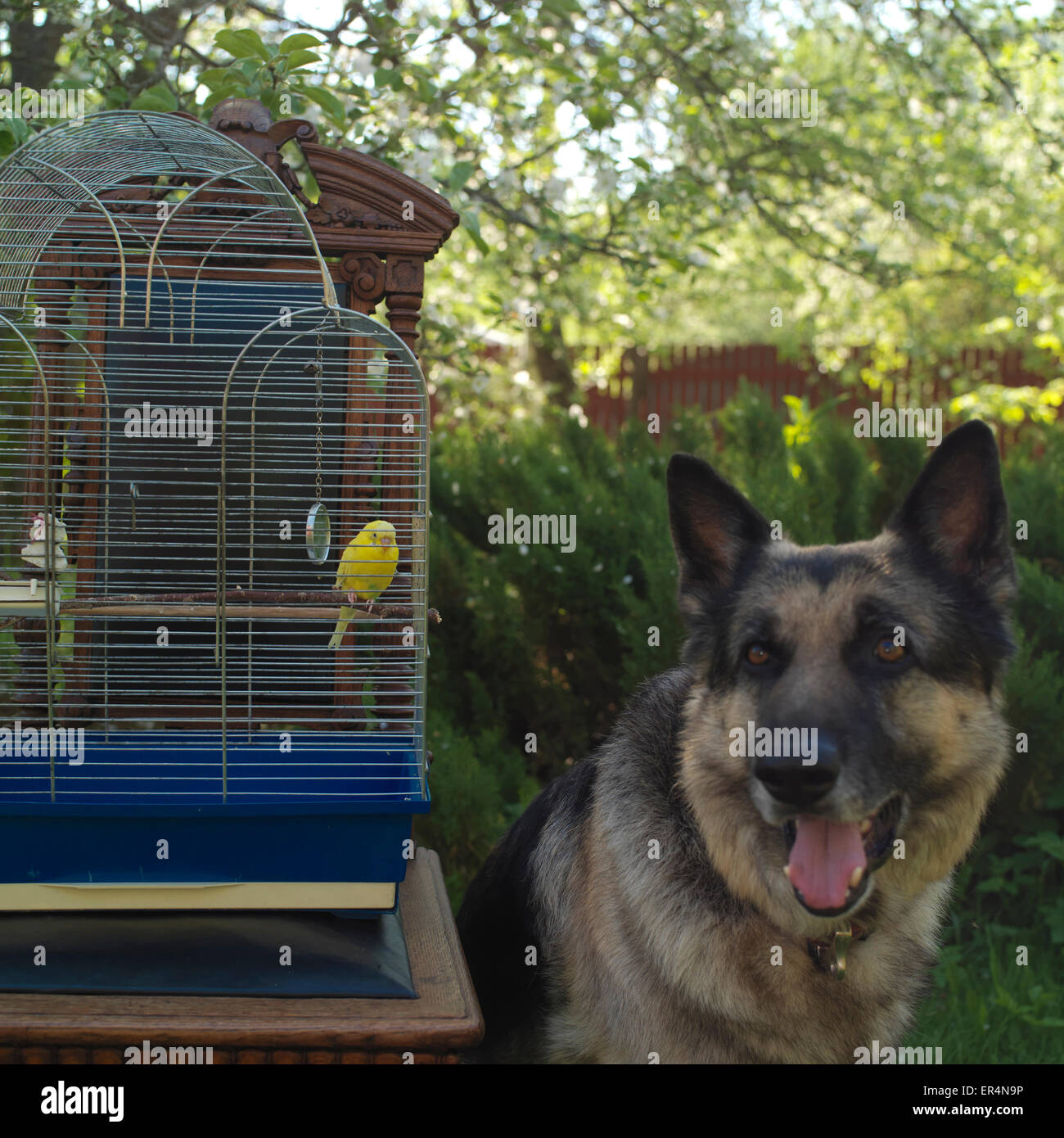 Dog And Parrot Stock Photo - Alamy