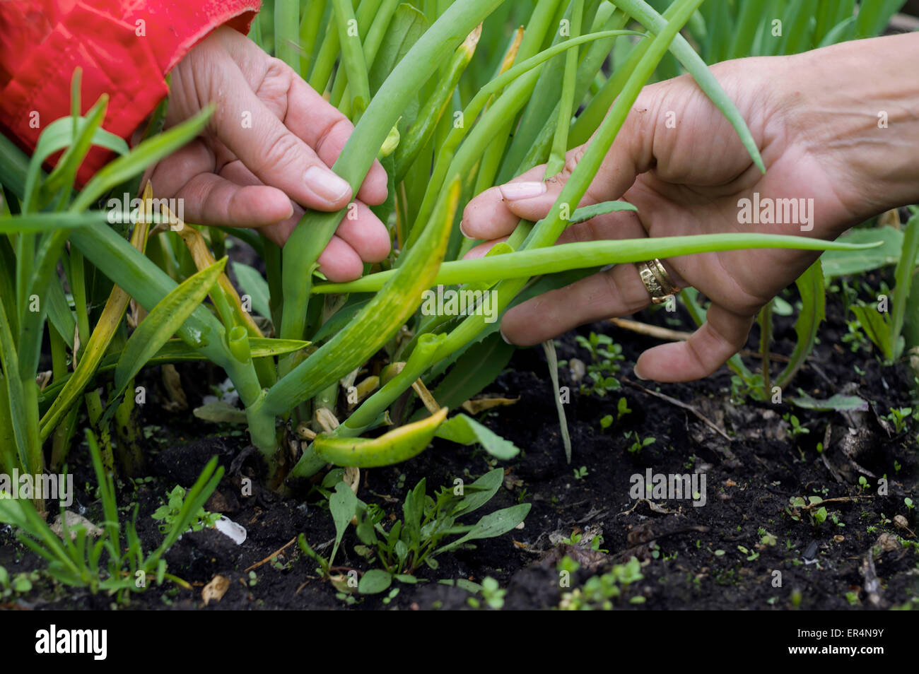 Weeding In A Garden Stock Photo - Alamy