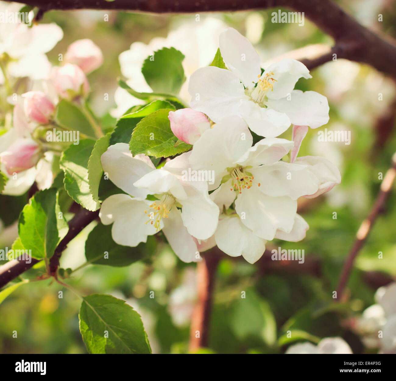 apple blossom inflorescence Stock Photo - Alamy