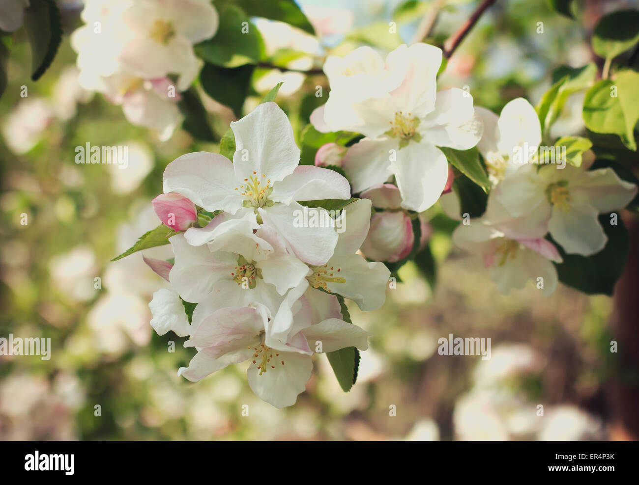 apple blossom inflorescence Stock Photo - Alamy