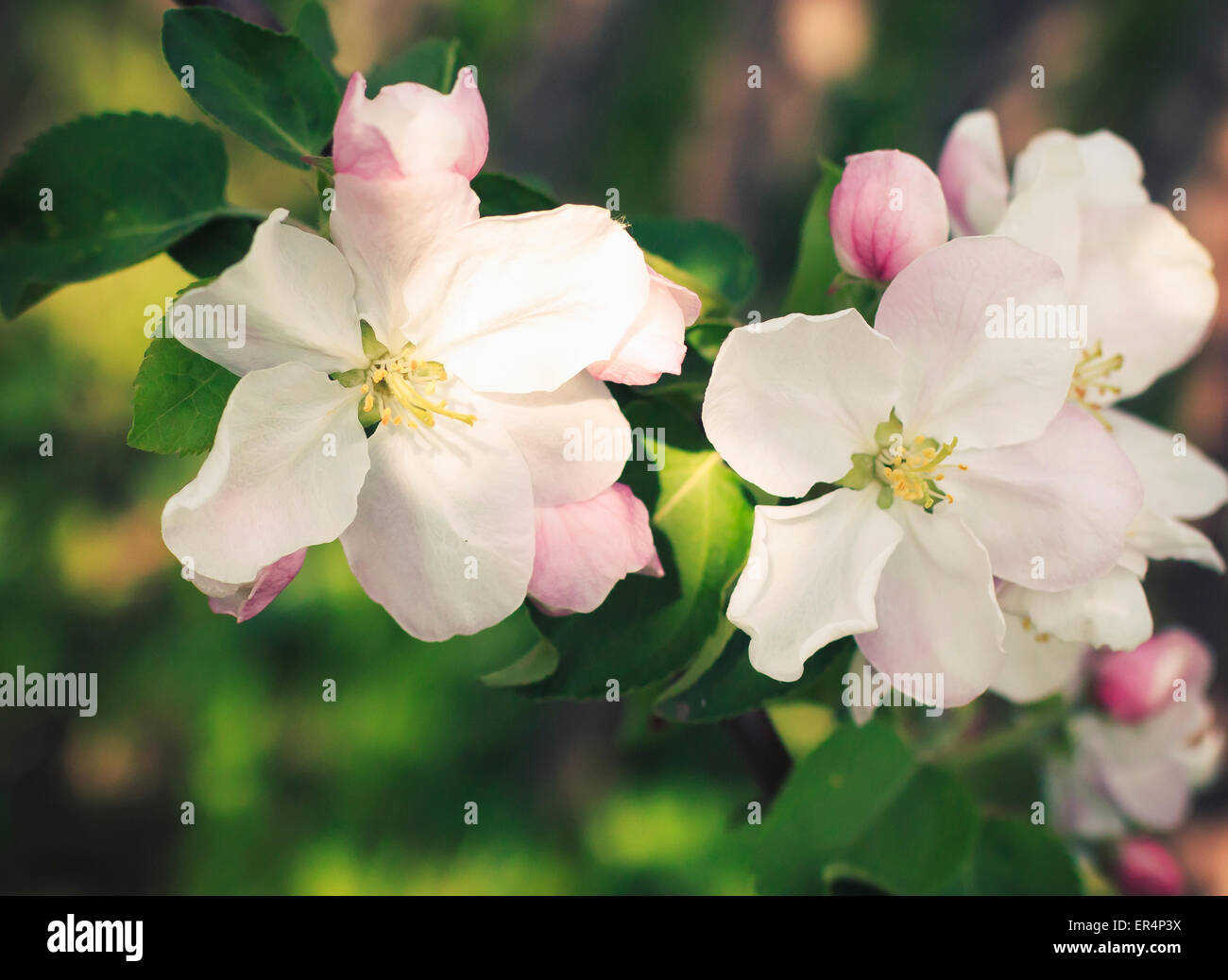 apple flowers blooming in shadow tree, closeup Stock Photo - Alamy