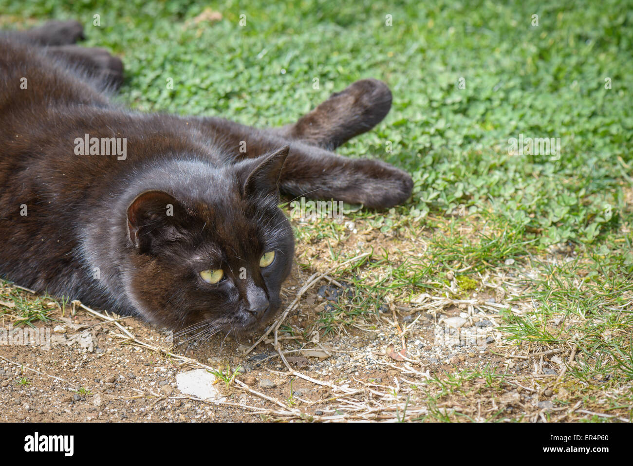 Black cat hunting hi-res stock photography and images - Alamy