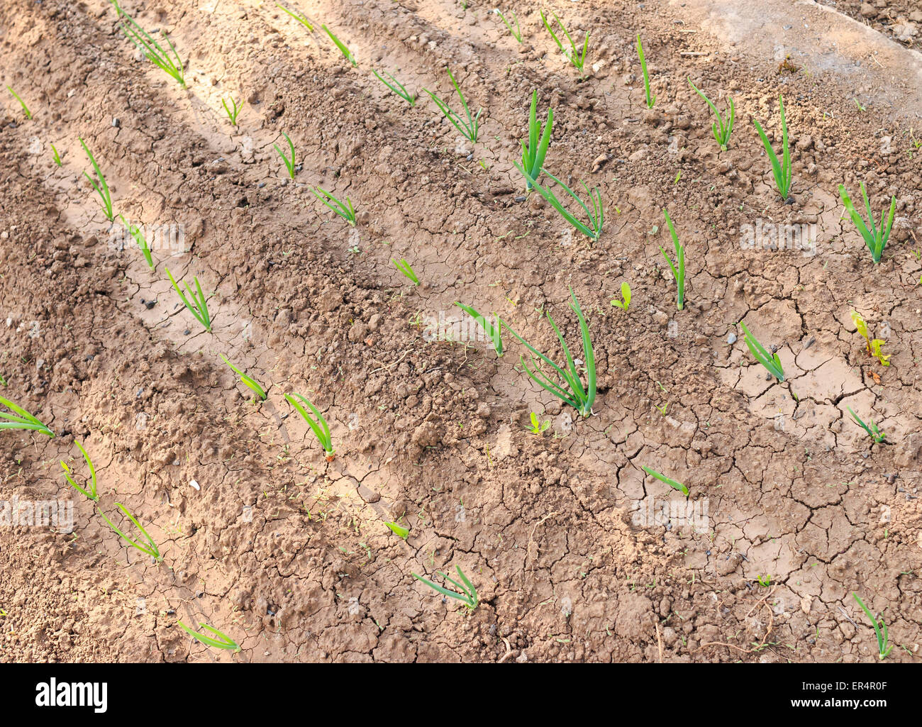 Environmental conditions hi-res stock photography and images - Alamy