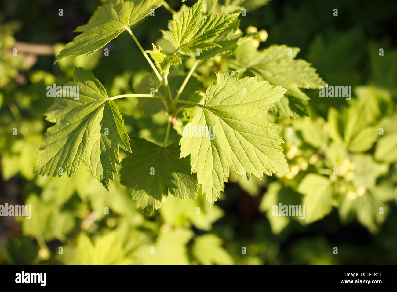 Blackcurrant with leaves hi-res stock photography and images - Alamy
