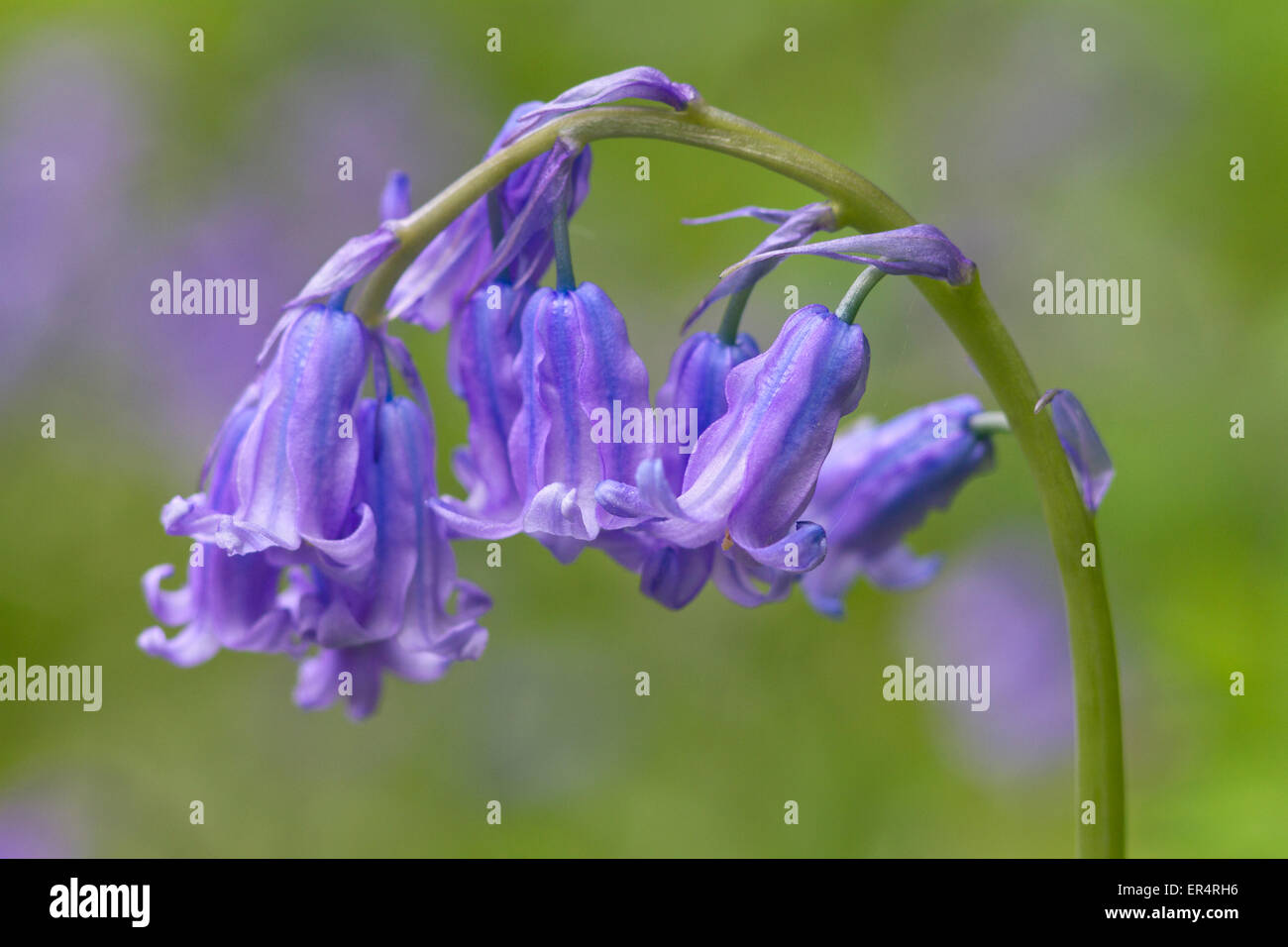 Common endymion non scriptus hi-res stock photography and images - Alamy