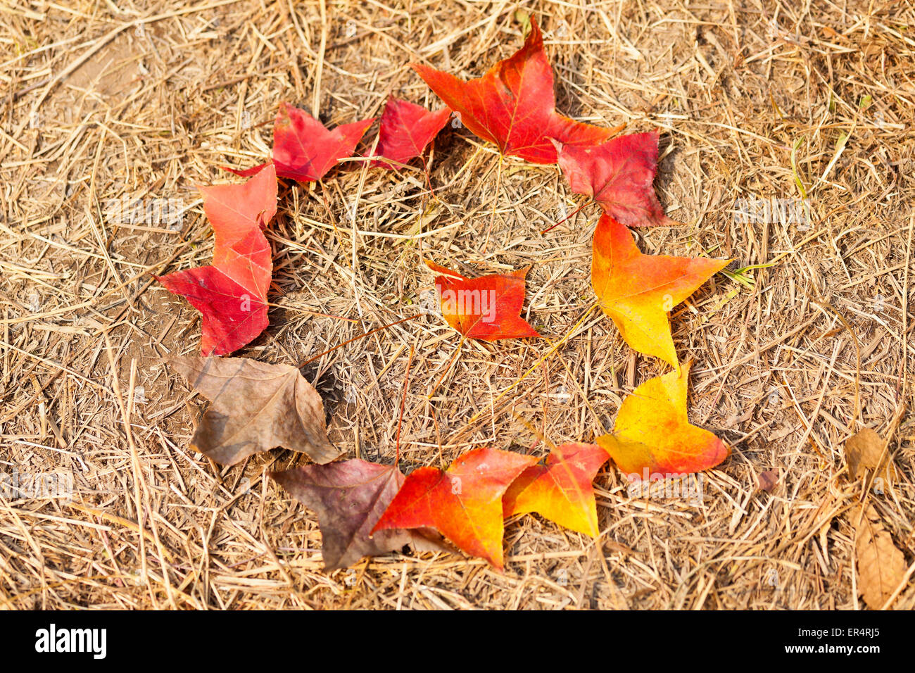 Fallen autumn leaves life cycle Stock Photo - Alamy