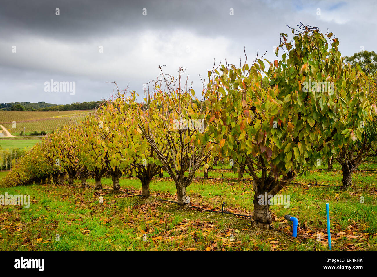 Autumn trees in the orchard, South Australia Stock Photo - Alamy
