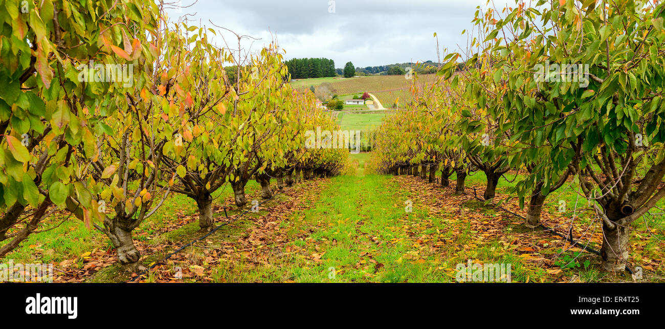 Autumn trees in the orchard, South Australia Stock Photo - Alamy