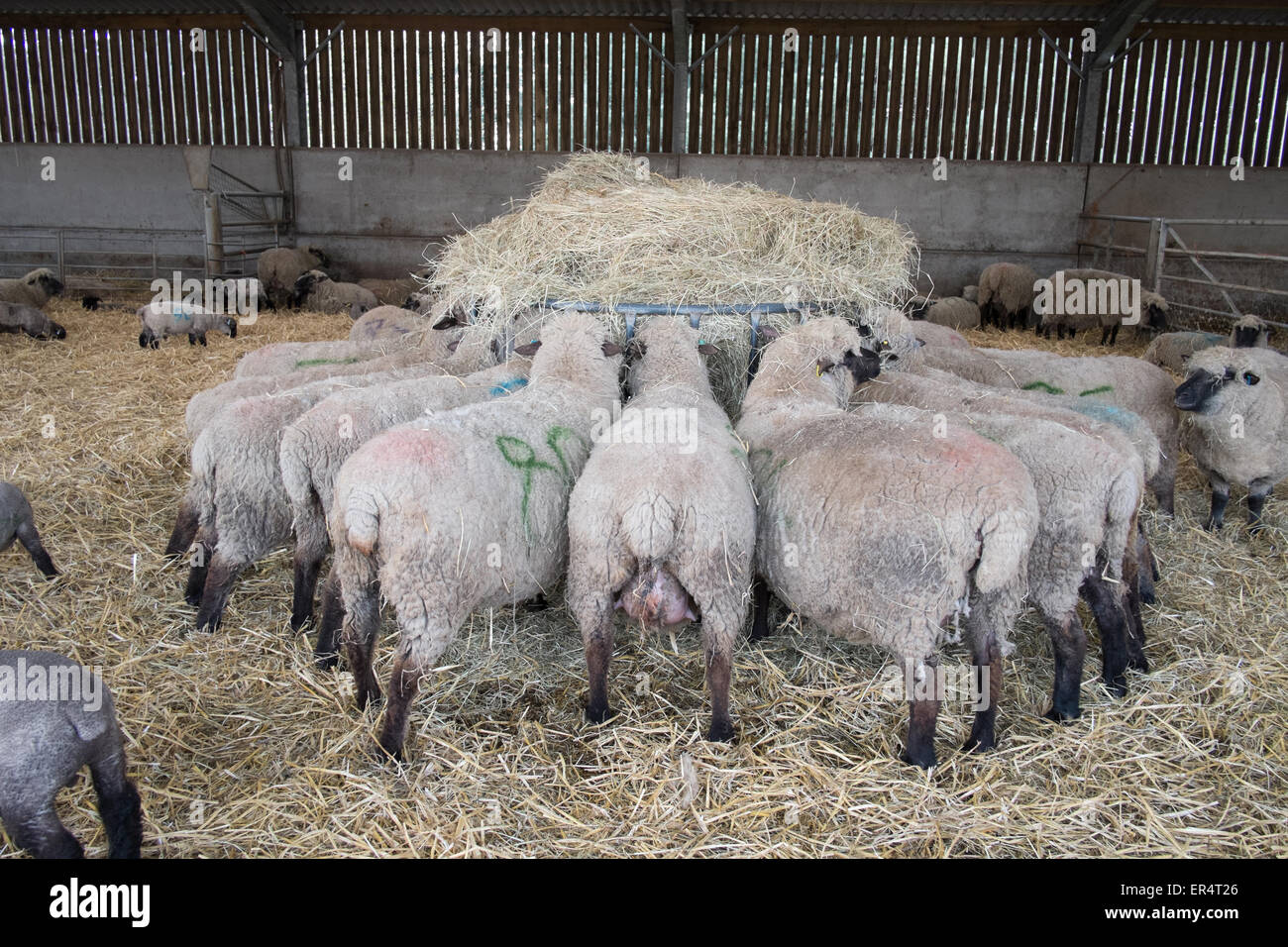 Sheep eating hay hi-res stock photography and images - Alamy